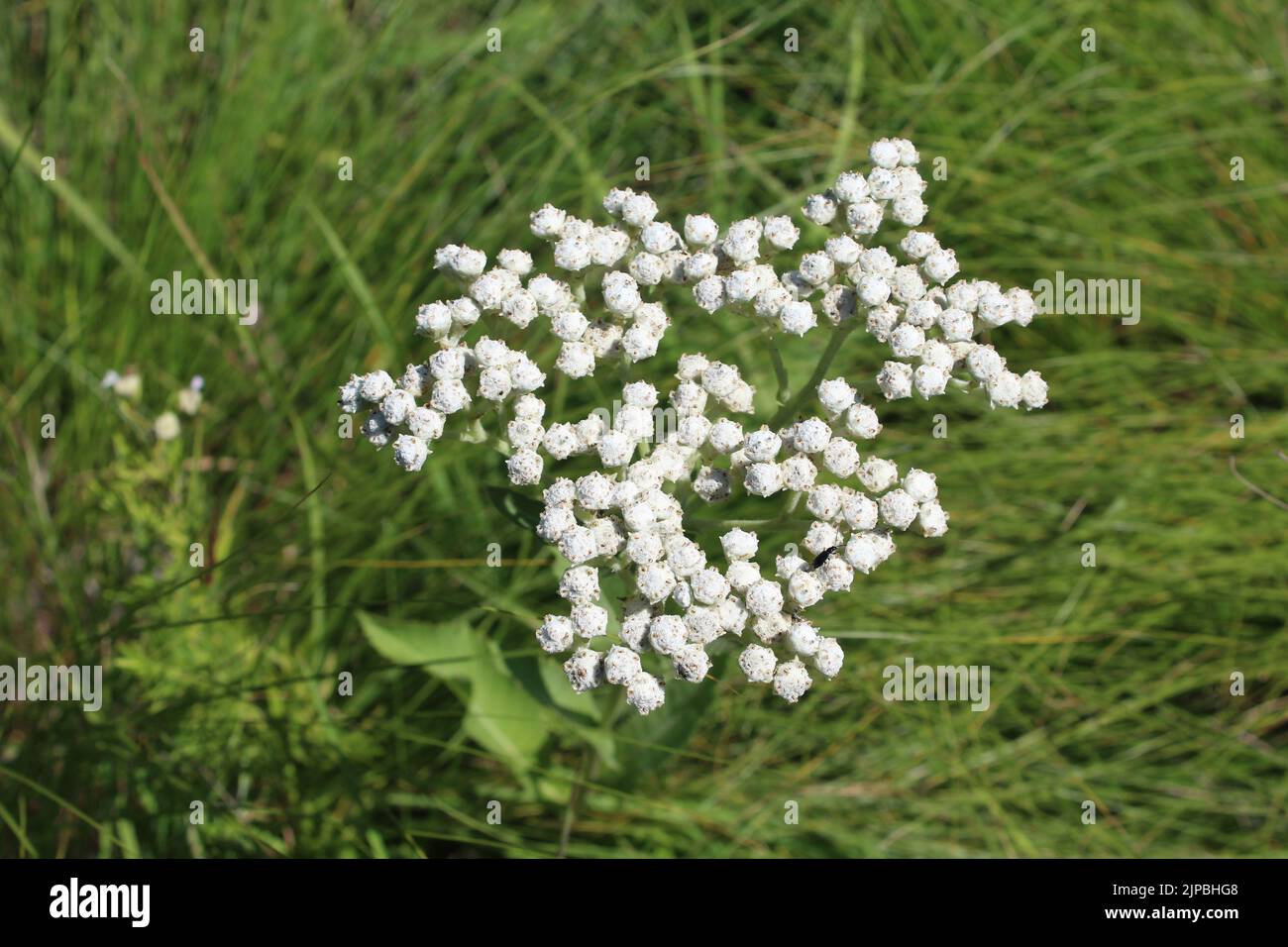 Restored prairie flowers hi-res stock photography and images - Alamy