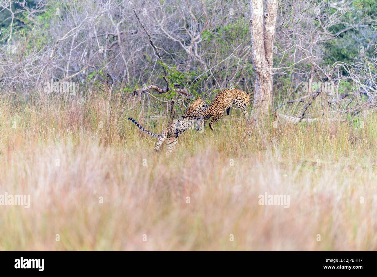 Two cheetahs playing in the wilderness Stock Photo - Alamy