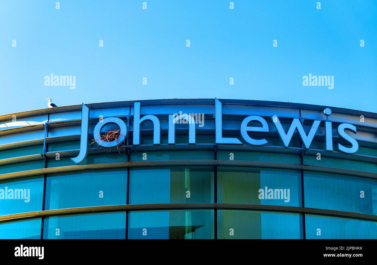 Herring gull nest in the letter O of the John Lewis sign on the store ...