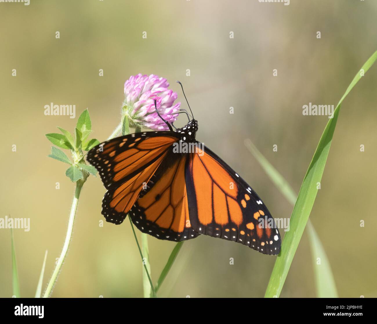 Insect red clover hi-res stock photography and images - Alamy