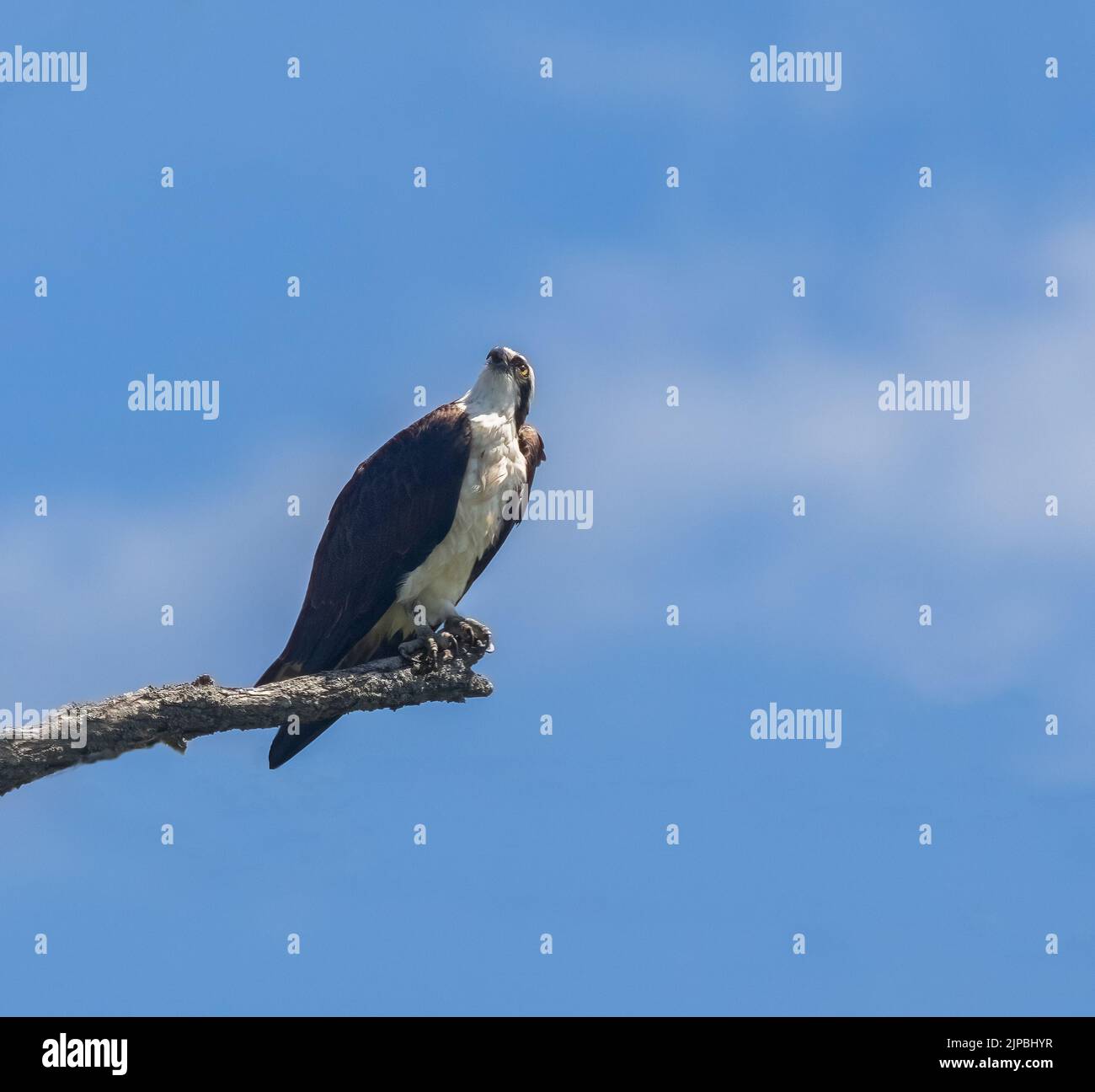 Osprey fish hawk perching on a tree limb with blue sky background Stock ...