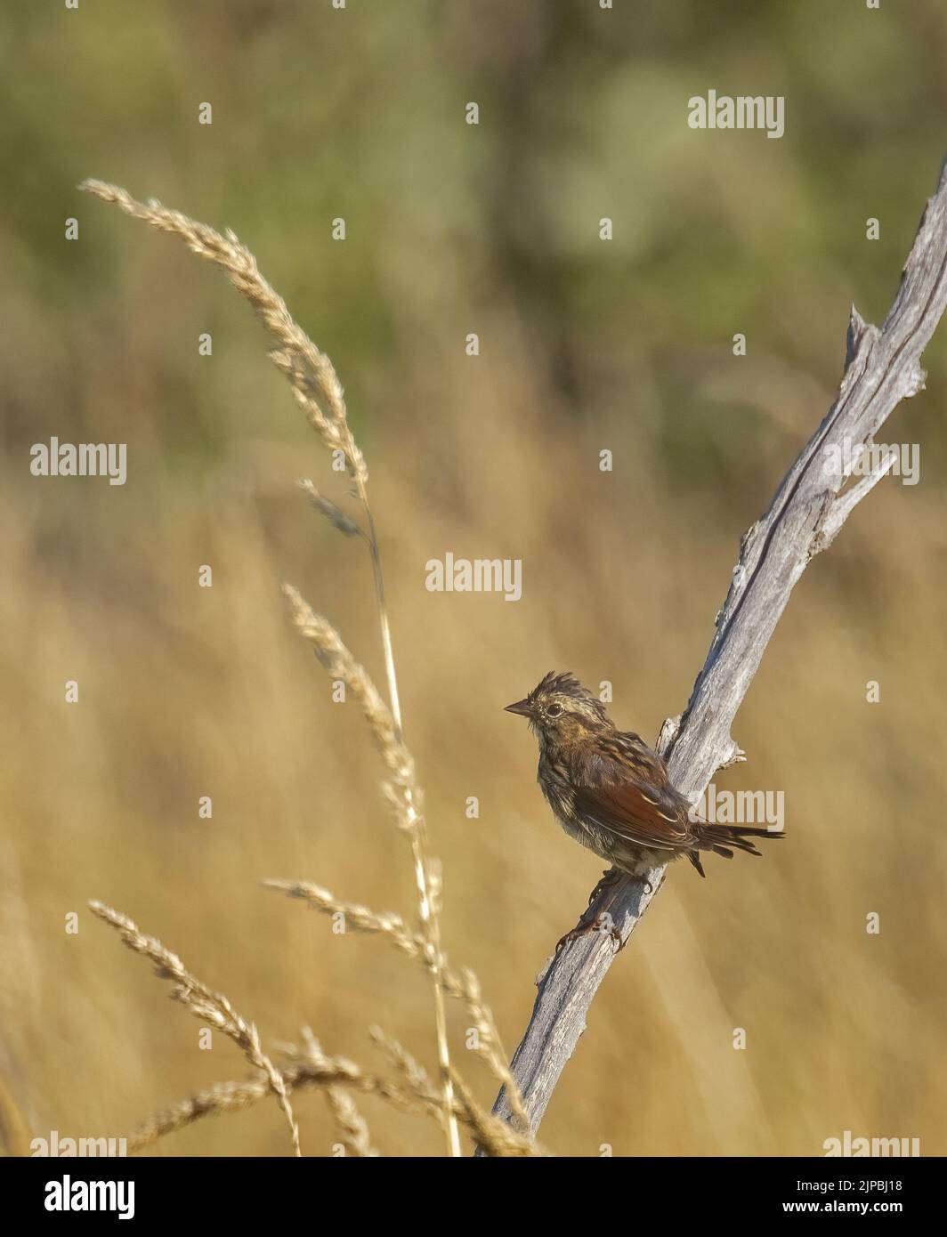 Muskoka wildlife hi-res stock photography and images - Alamy