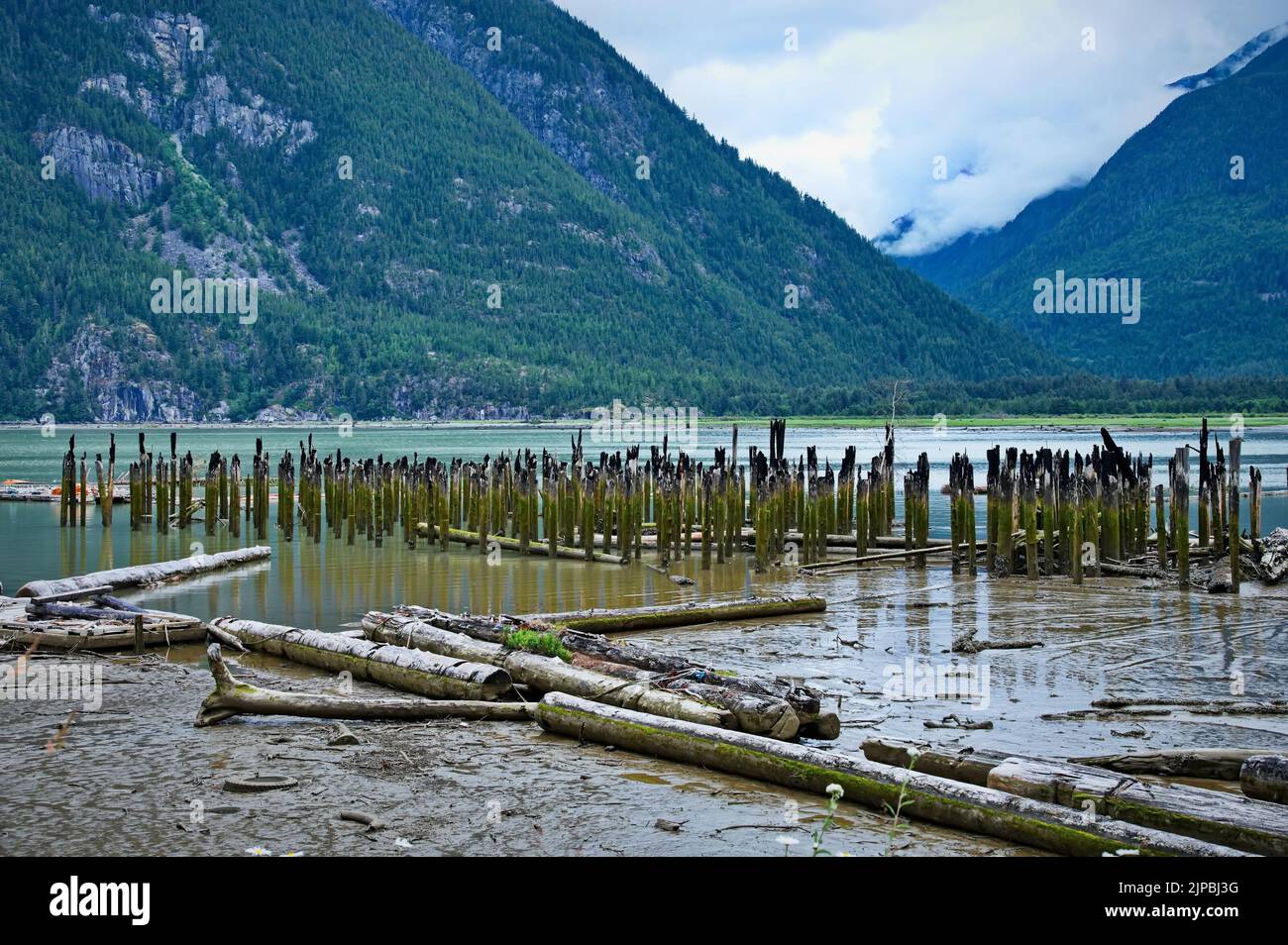 Deep bay with wooden piles in Canada, BC Stock Photo - Alamy