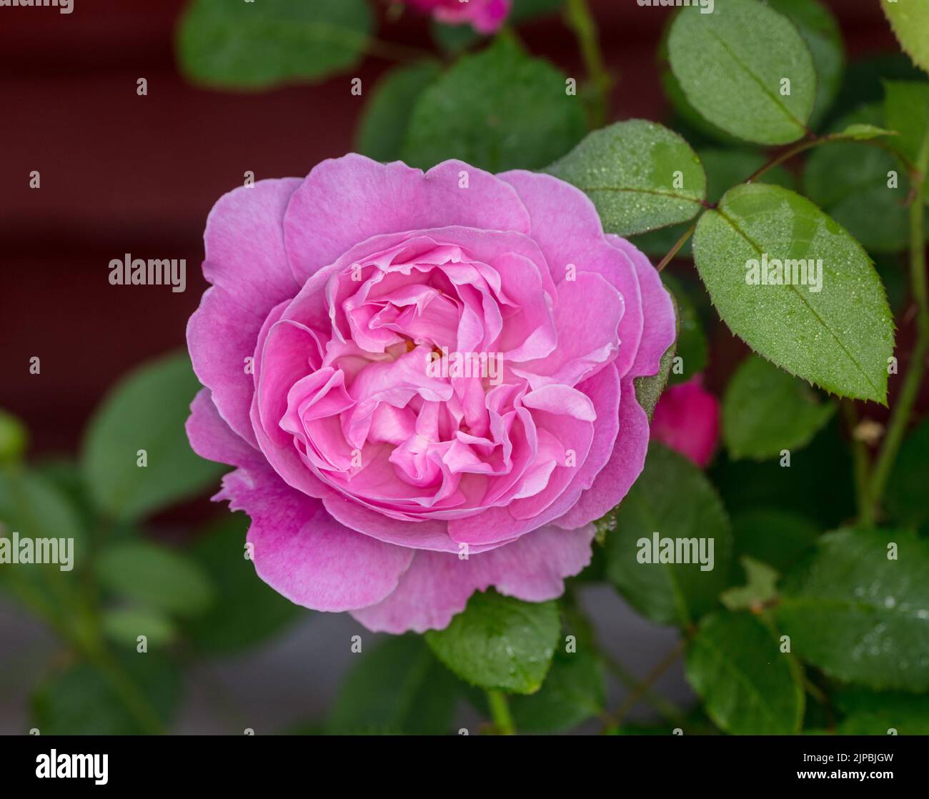 Ausmary rose hi-res stock photography and images - Alamy
