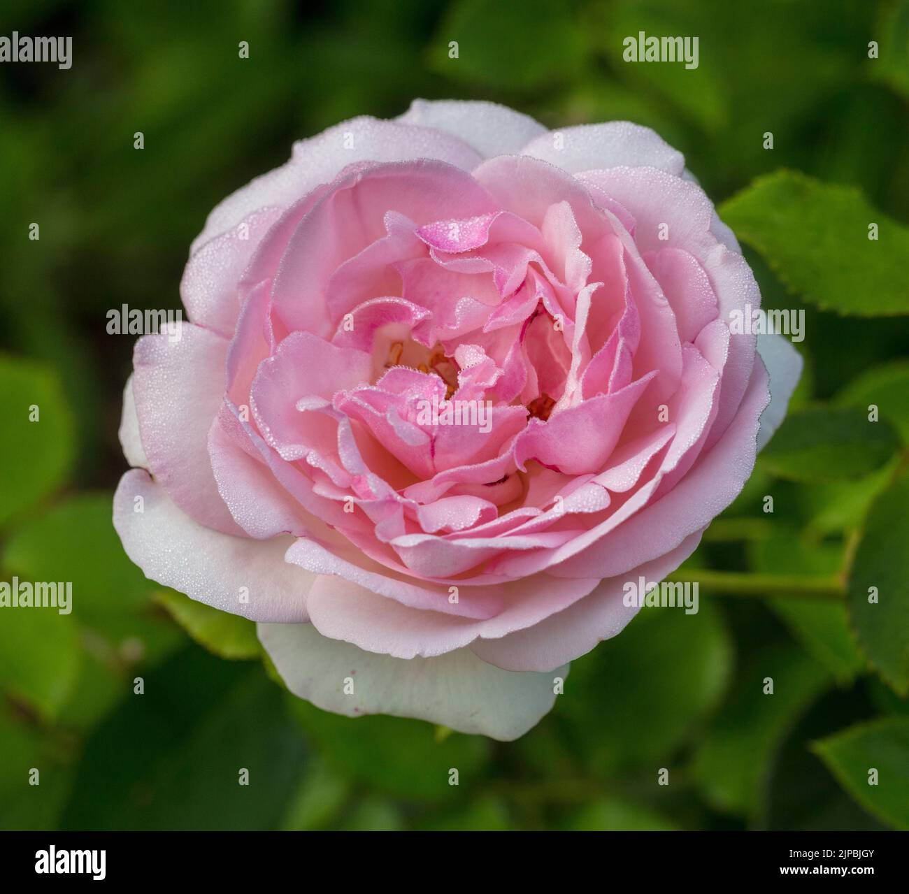 Ausmary rose hi-res stock photography and images - Alamy