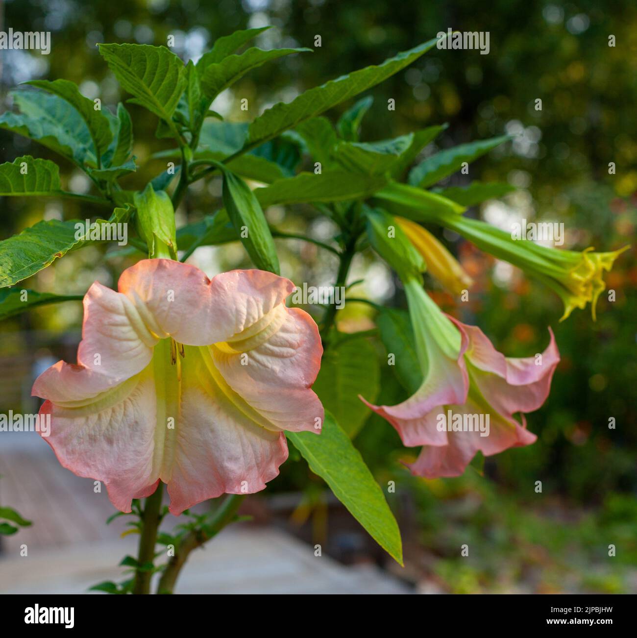 Brugmansia hybrid hi-res stock photography and images - Alamy