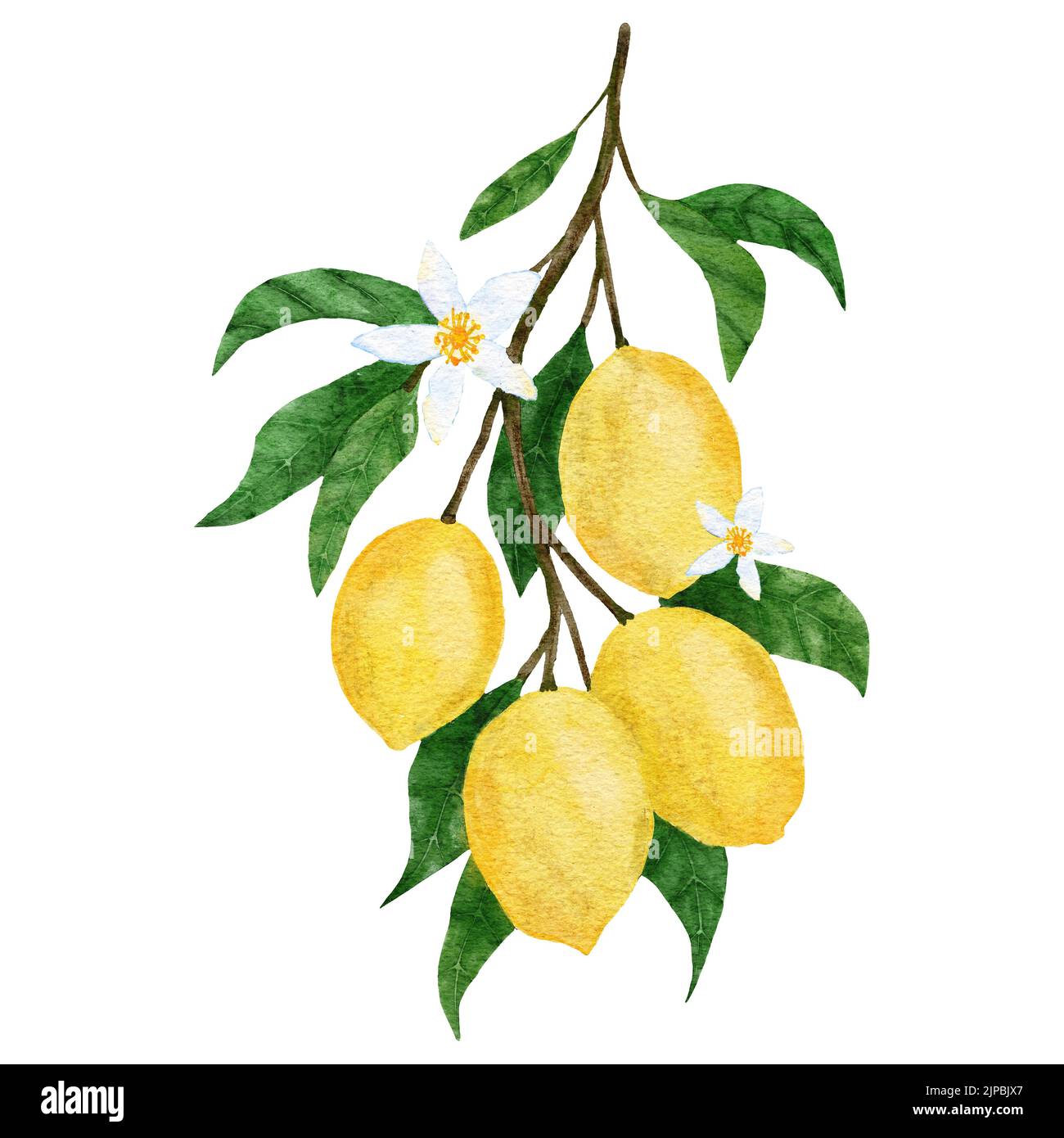 Watercolor hand drawn illustration with yellow ripe mediterranean ...