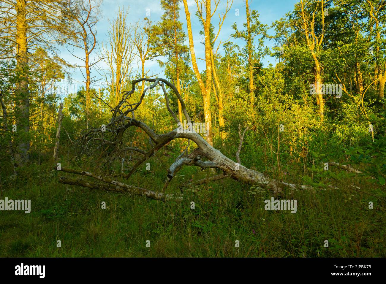 Derwent forest hi-res stock photography and images - Alamy