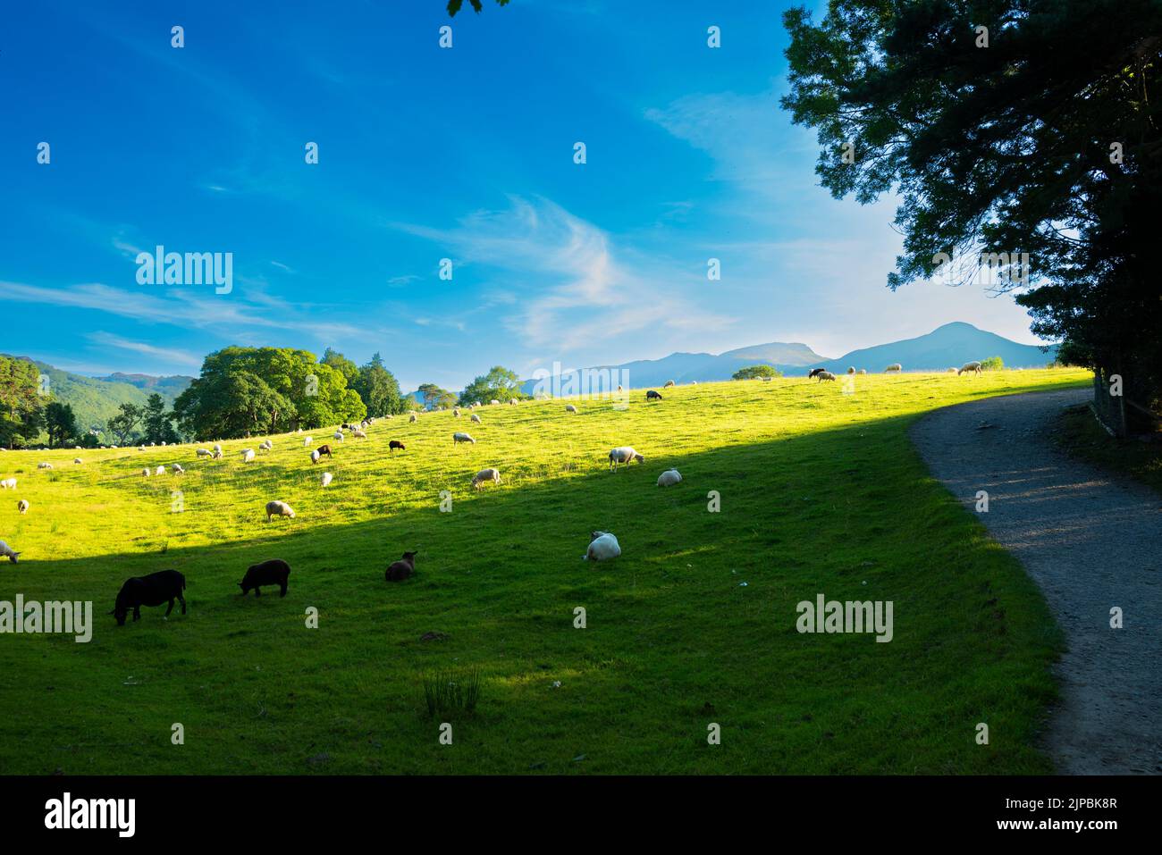 Sheep on Derwent Water Pathway Stock Photo - Alamy