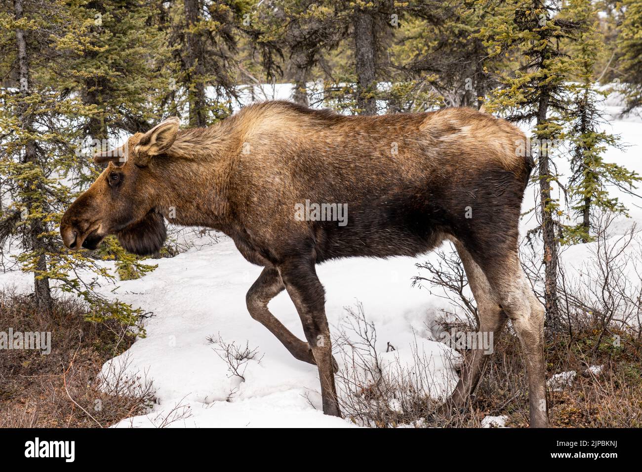 Moose (Alces alces) roam freely in Denali National Park & Preserve in ...