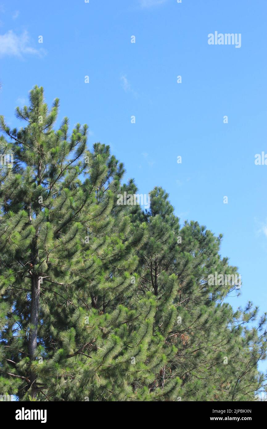 Mindanao philippines and jungle hi-res stock photography and images - Alamy