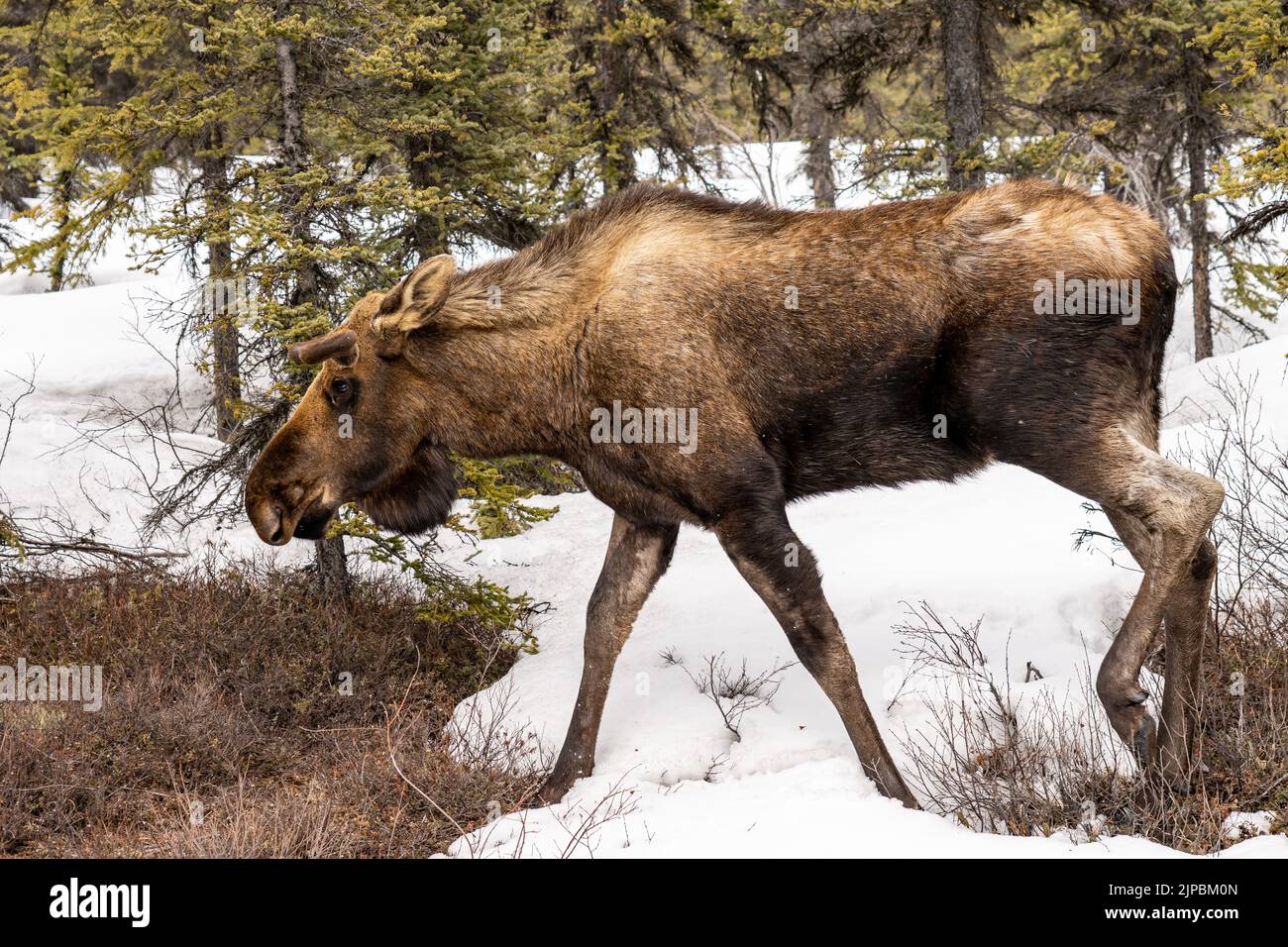 Moose (Alces alces) roam freely in Denali National Park & Preserve in ...