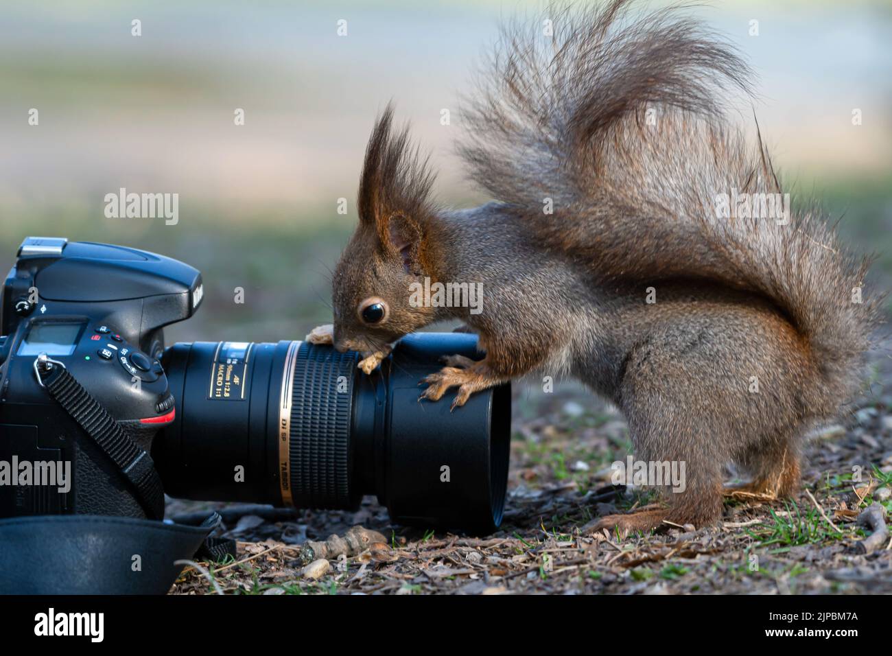 An adorable curious squirrel on a professional photo camera on the ...