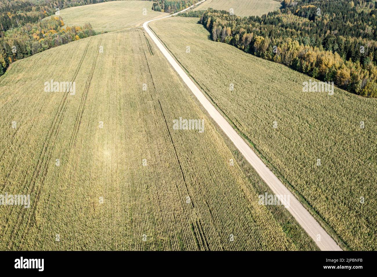 rural landscape in sunny summer day. country road pass through wheat ...