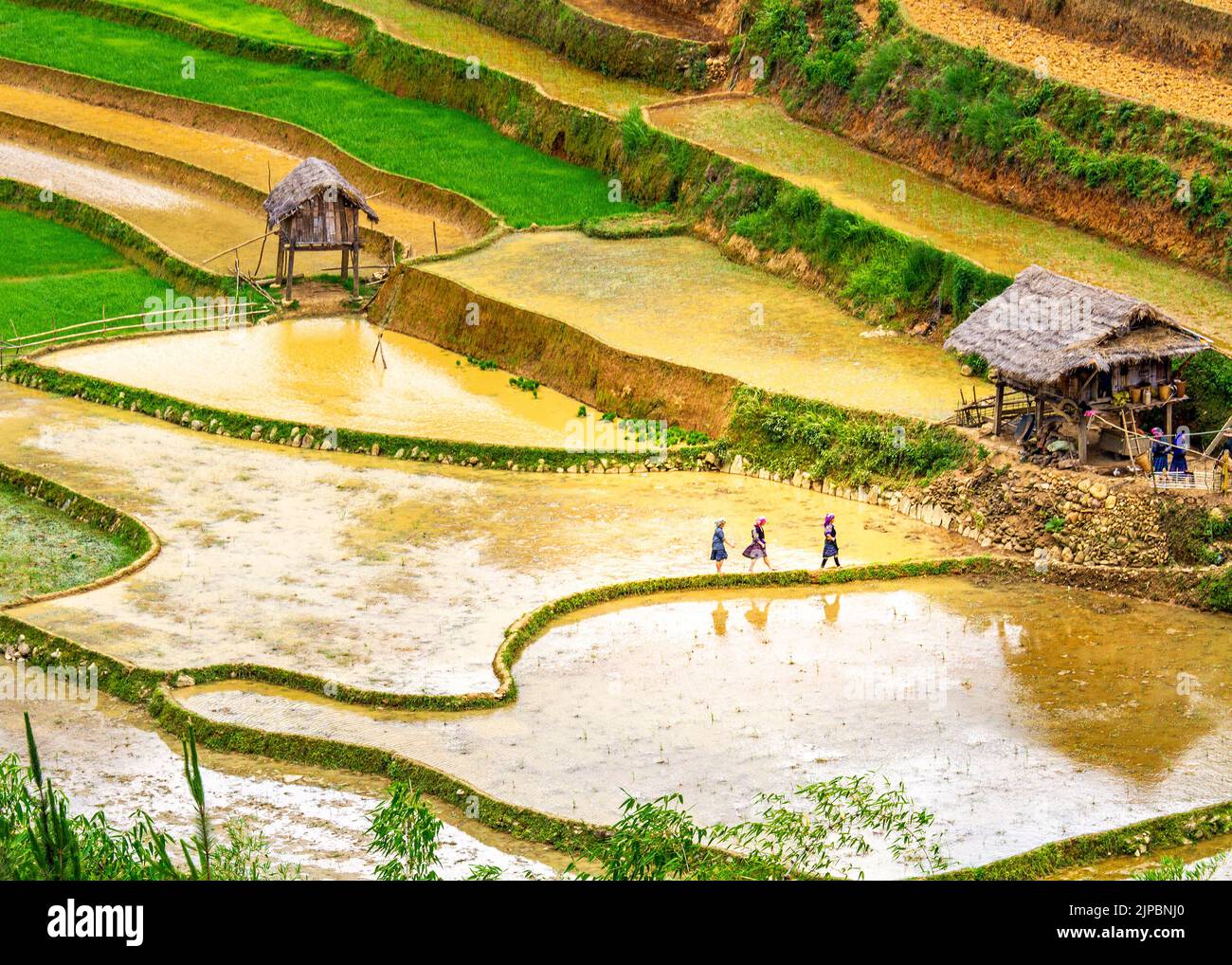 Ethnic girls walking across rice fields Stock Photo - Alamy