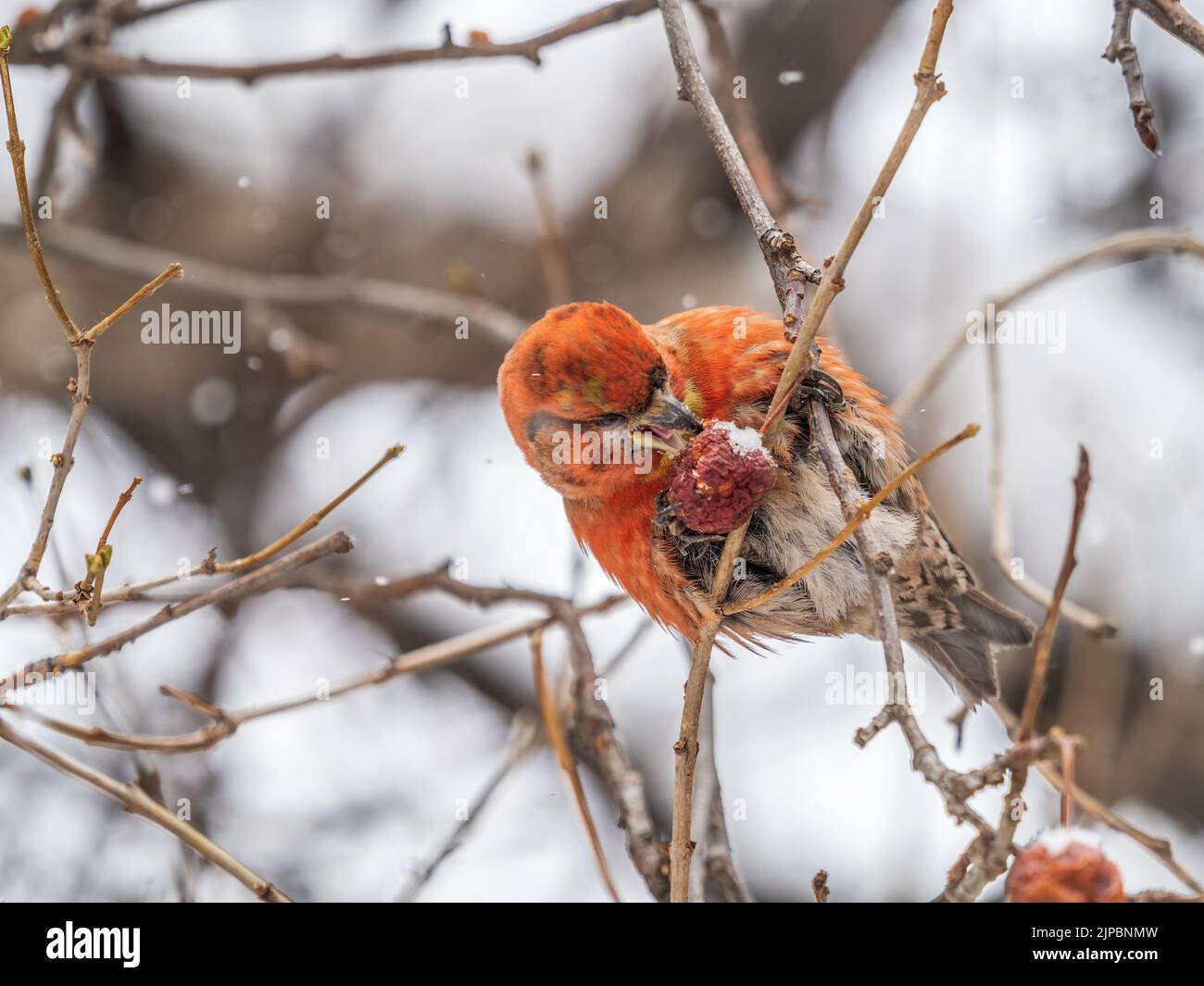 Red Crossbill male sitting on the tree branch and eats wild apple ...
