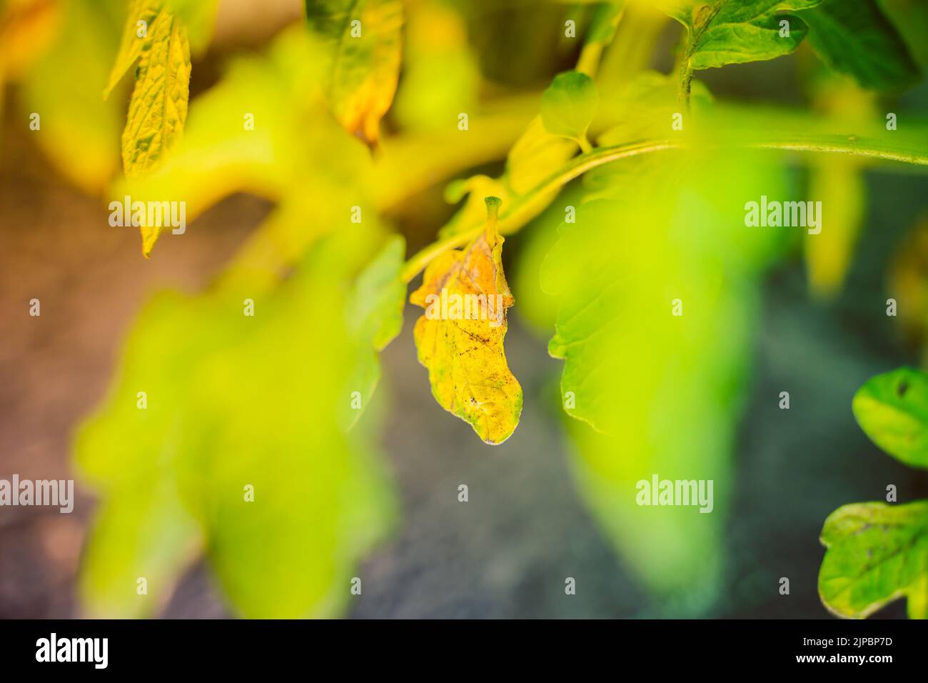 The leaves of a growing tomato are infected with phytophthora close-up ...