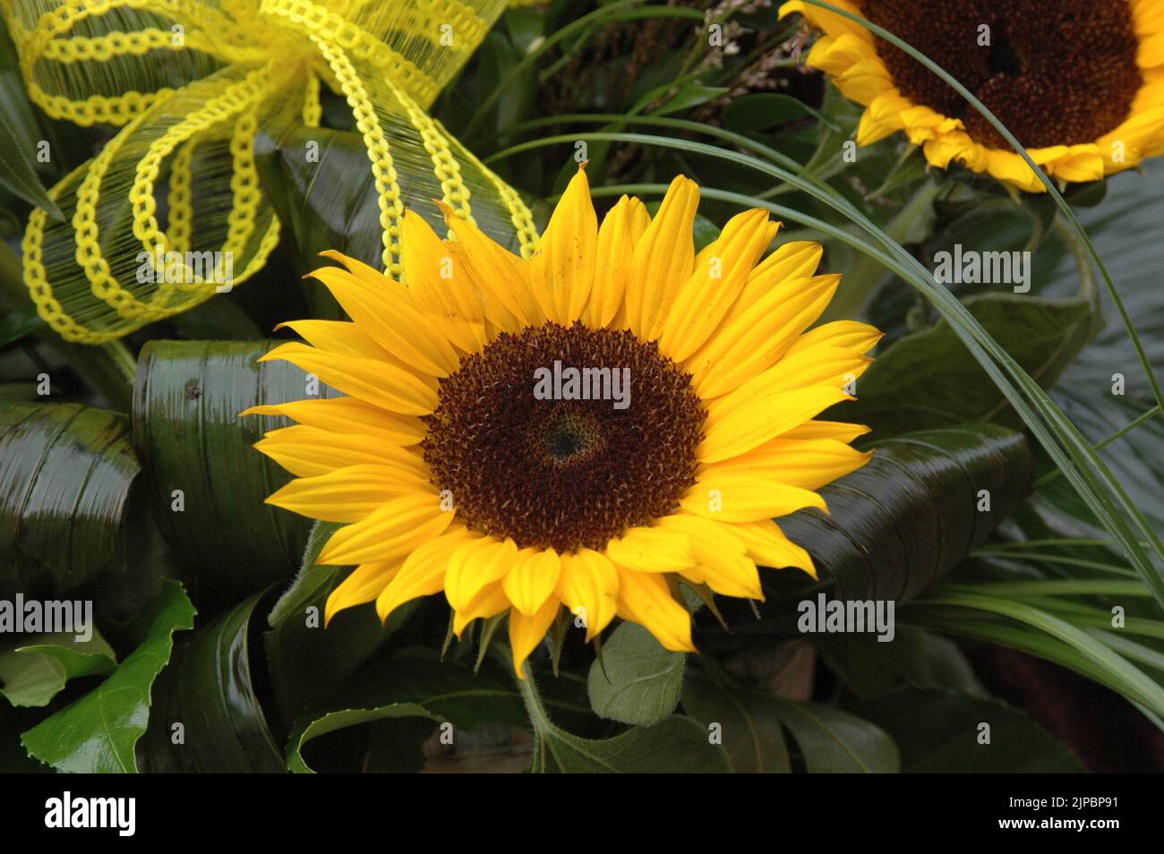 Polish woman with sunflowers buoquit in Poznan Poaldn Oct. 21,2005 ...