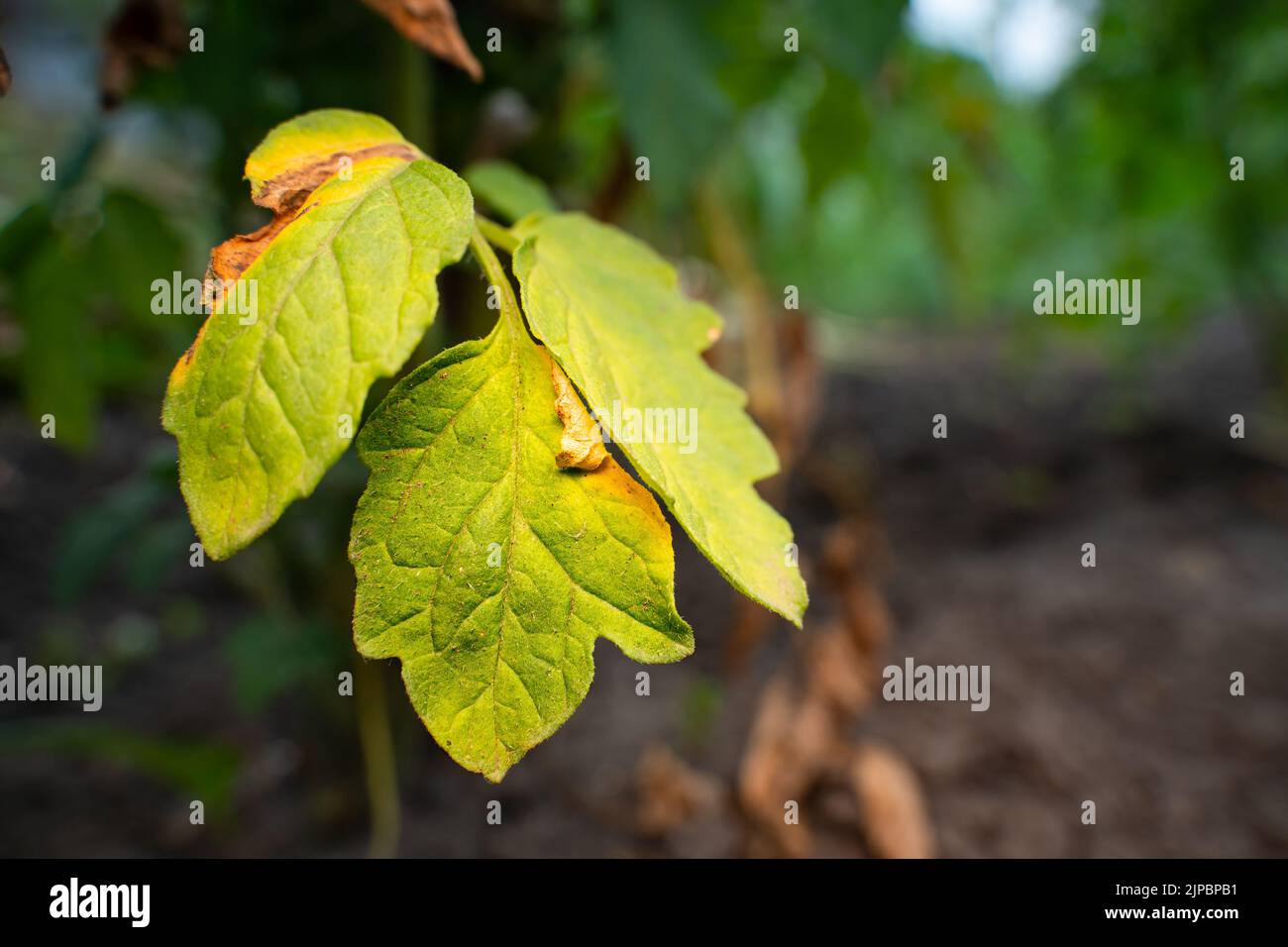 The leaves of a growing tomato are infected with phytophthora close-up ...
