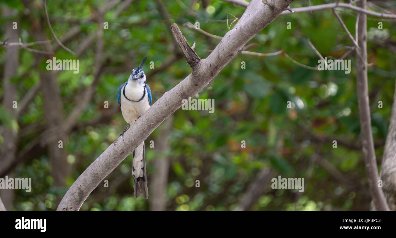 Urraca bird hi-res stock photography and images - Alamy