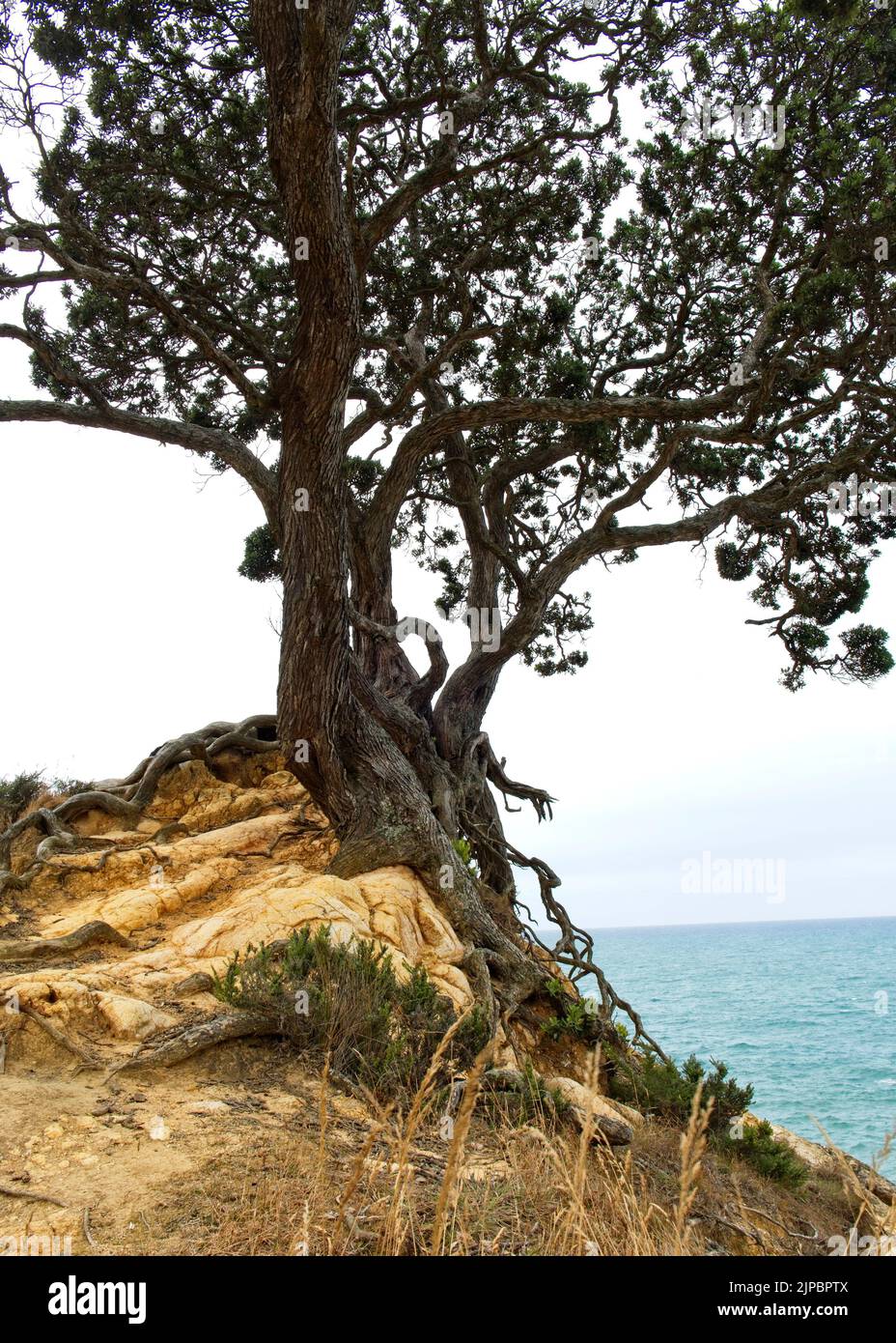 Tree on a cliff, Homunga walk, Near Waihi beach, North Island, New ...