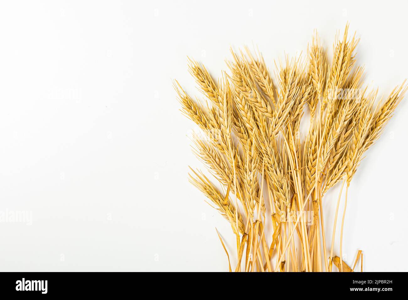 Seeds of ripe wheat on a white background. A whole crop of wheat germ ...