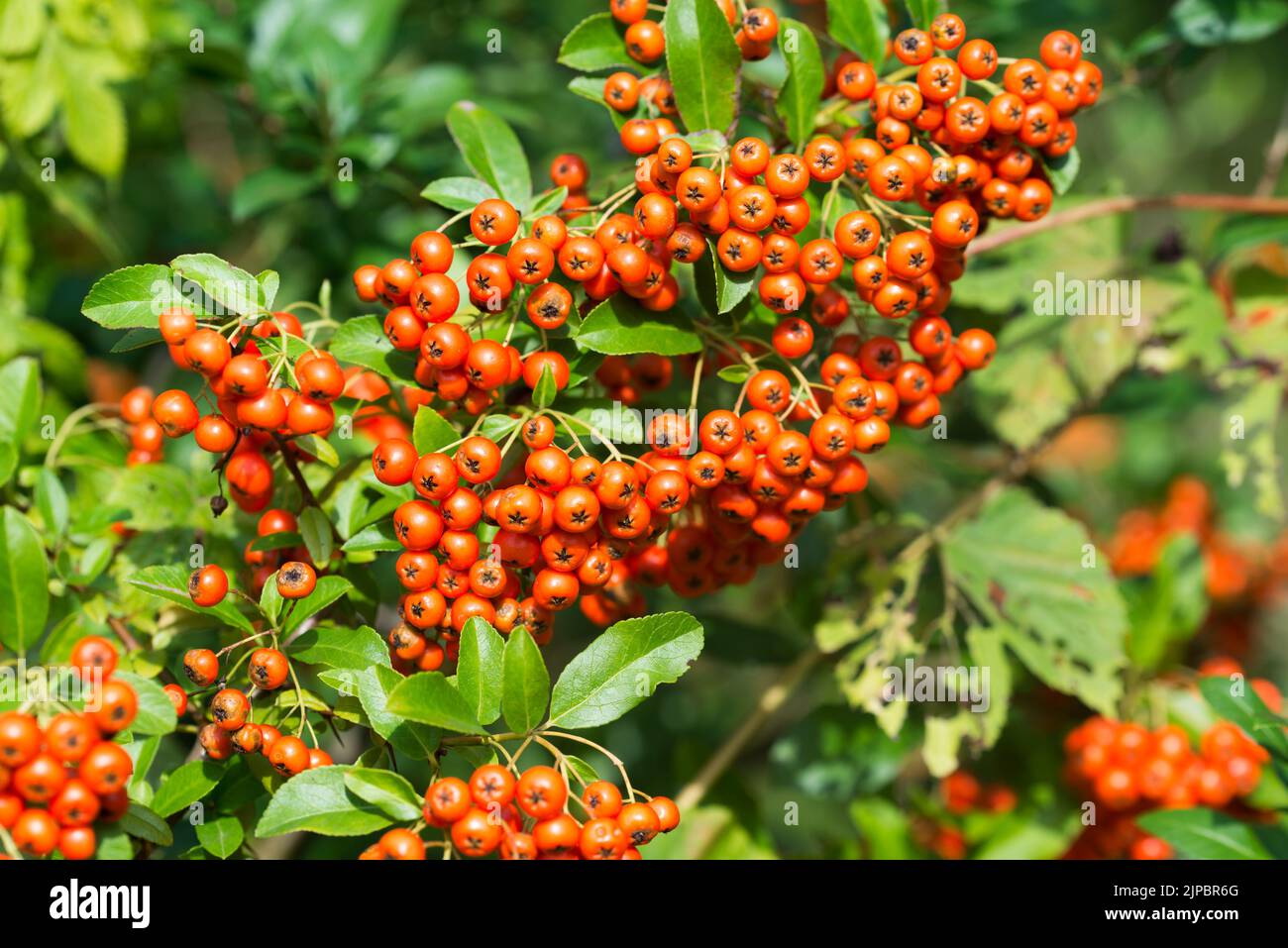 Scarlet firethorn hi-res stock photography and images - Alamy