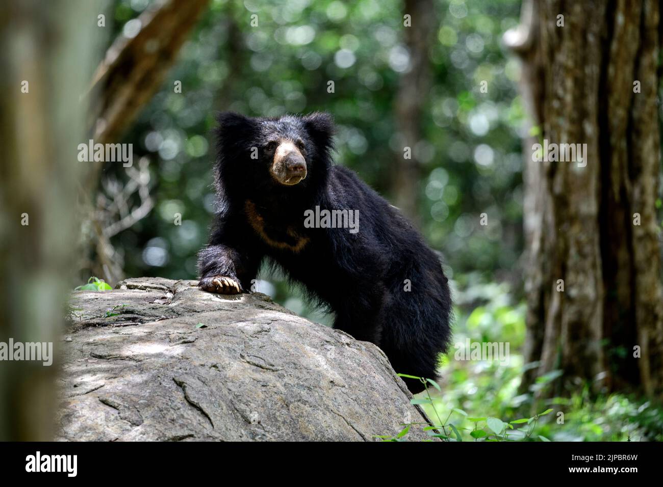 A black sun bear on a rock in a forest Stock Photo - Alamy