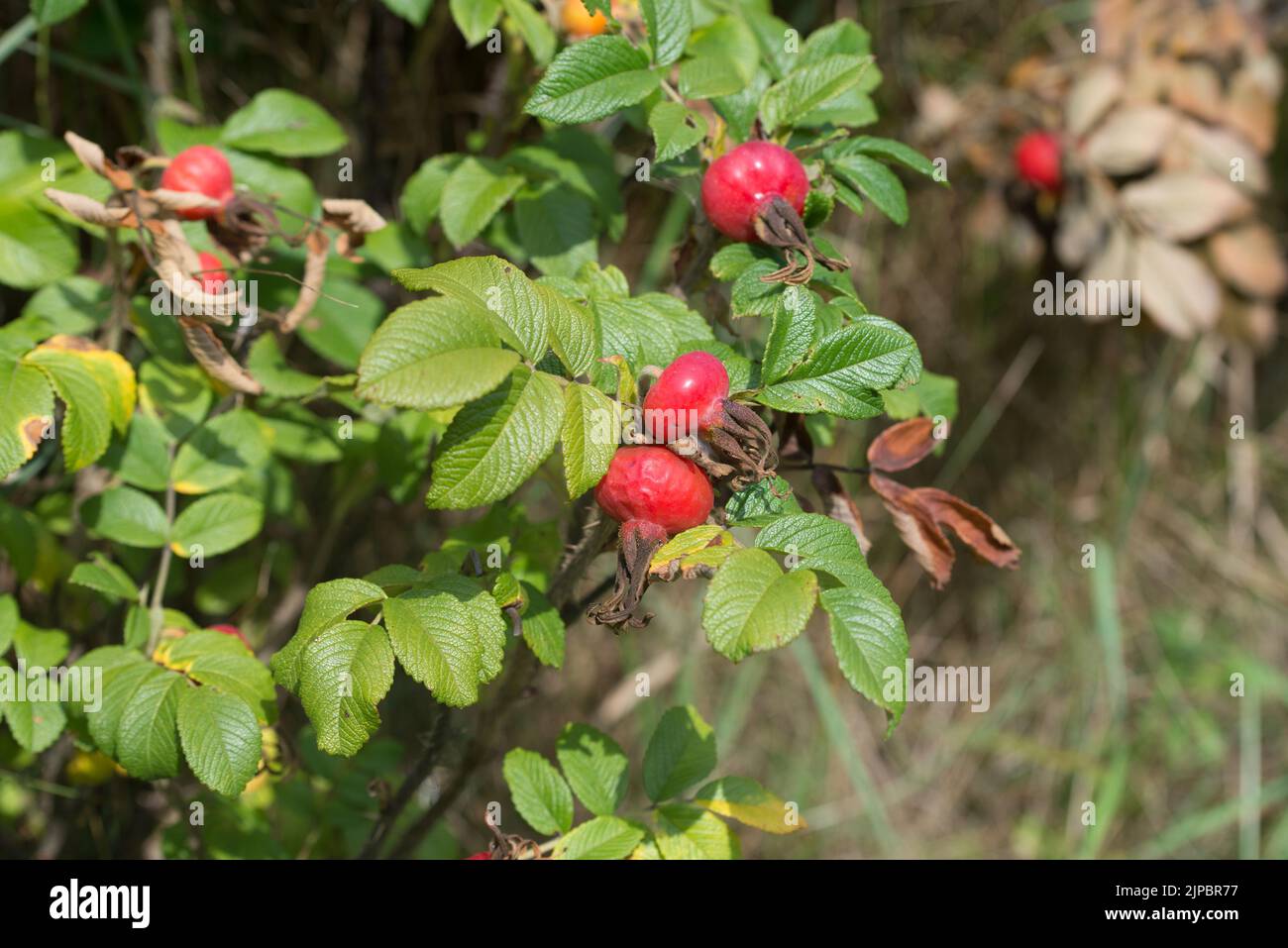Rosa rugosa hedge hi-res stock photography and images - Alamy