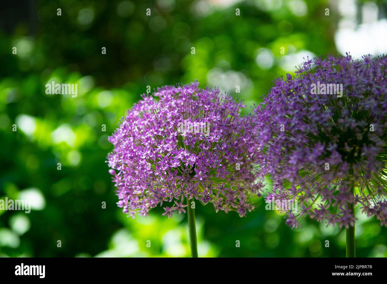 Giant Allium Central Park Stock Photo - Alamy