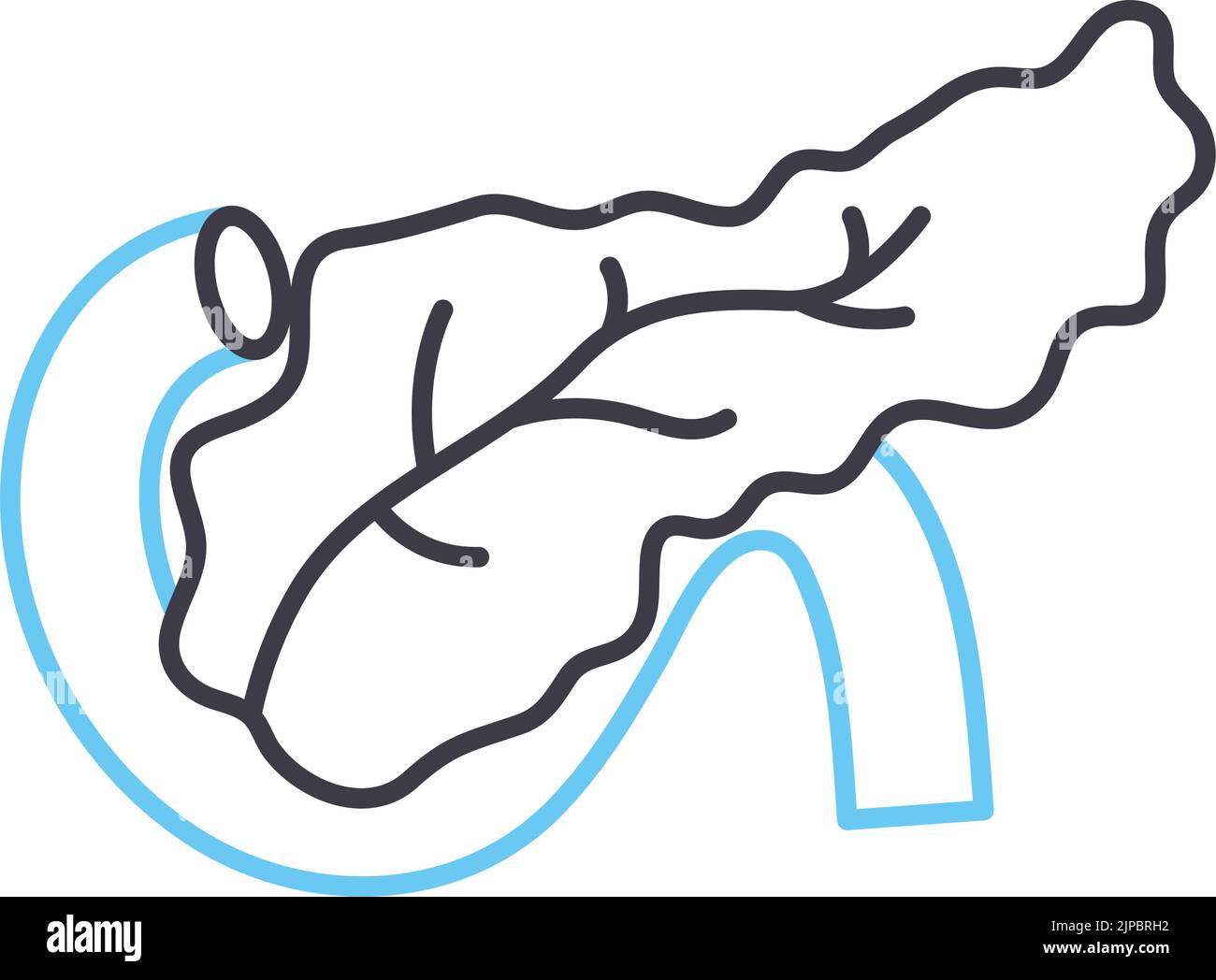 pancreas line icon, outline symbol, vector illustration, concept sign ...