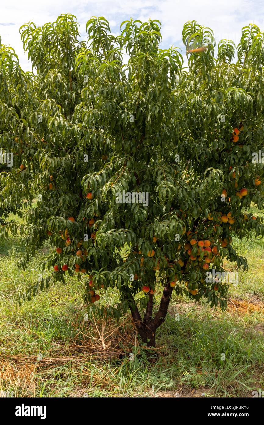 Fruit tree in full hi-res stock photography and images - Alamy
