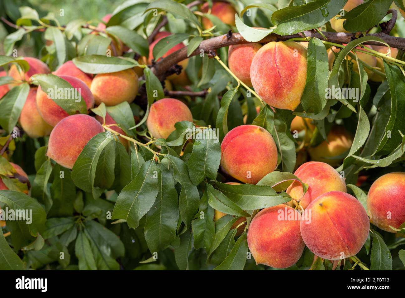 Juicy peaches ripen on tree hi-res stock photography and images - Alamy