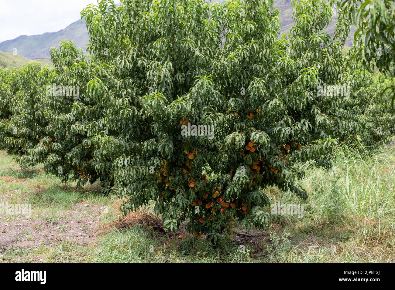 Beautiful peach tree with plenty of fresh and organic peaches Stock ...