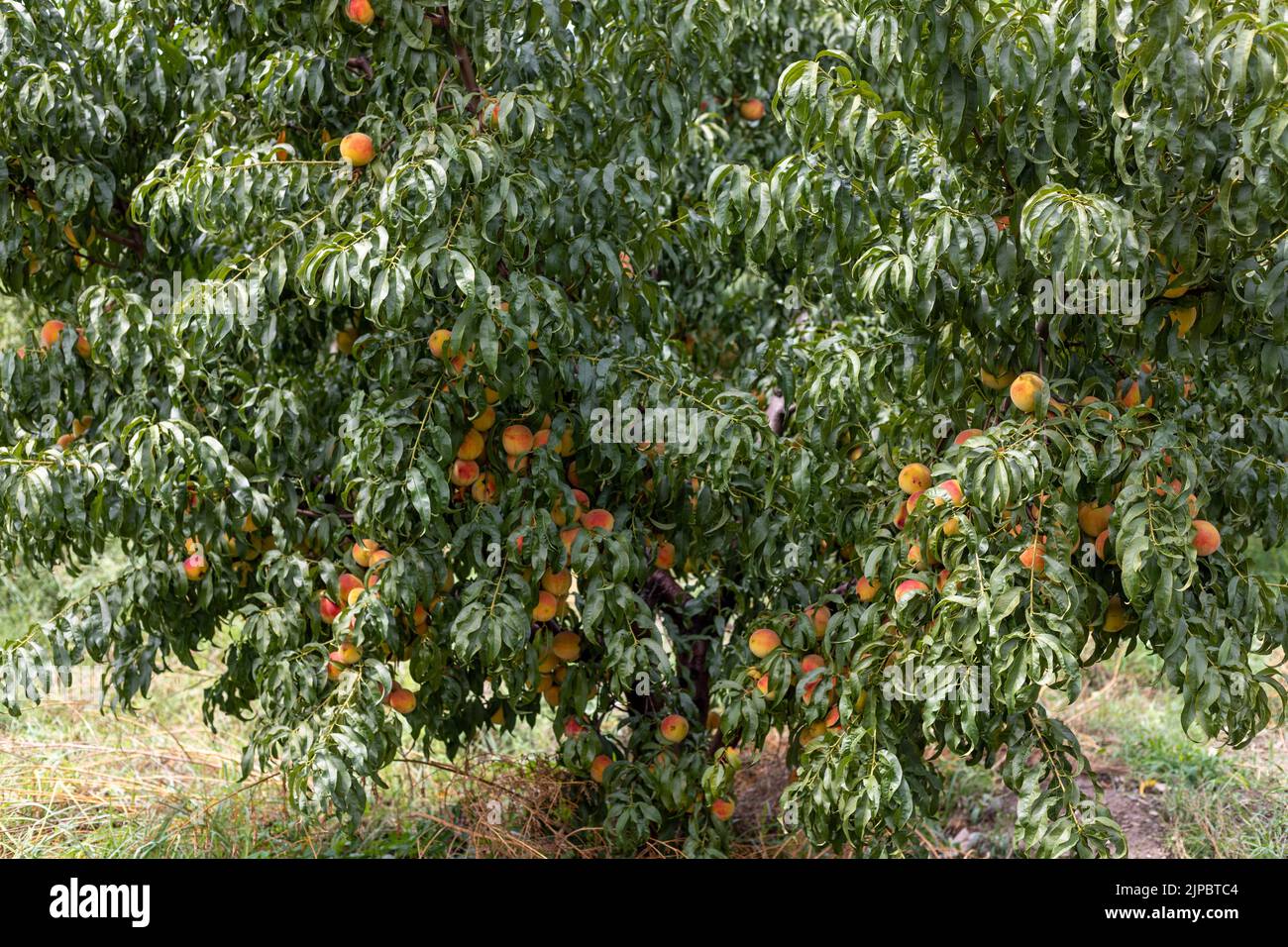 Peach tree with plenty of ripen fruit ready to harvest Stock Photo - Alamy