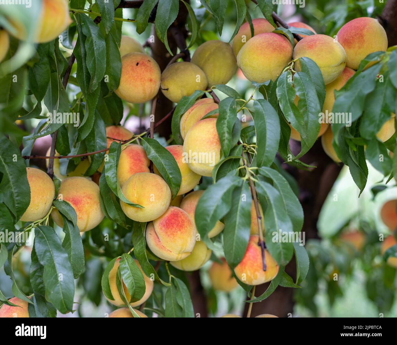 Fresh delicious peaches on a fruit tree in the farm Stock Photo - Alamy