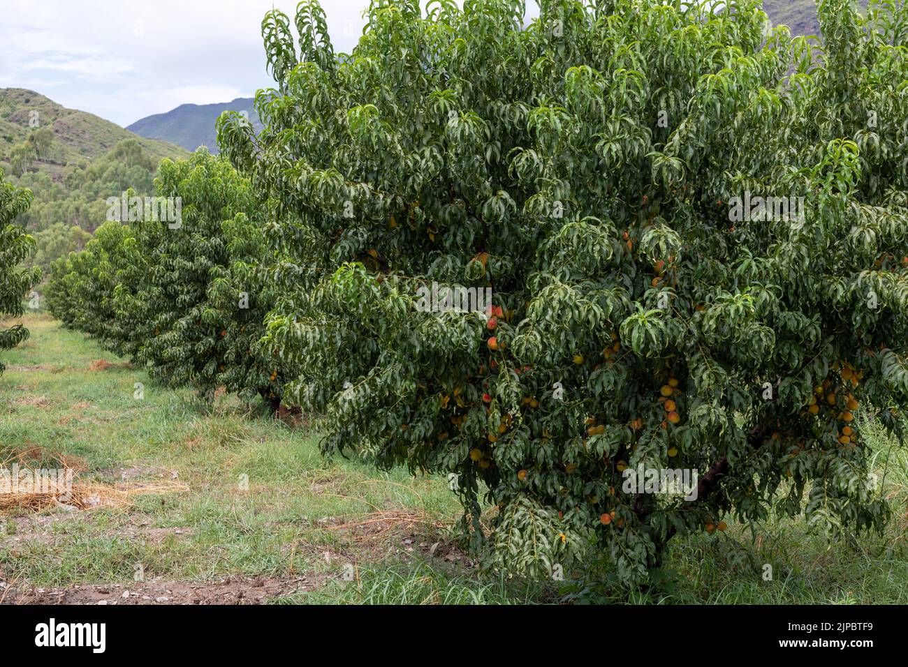 Peach orchard in swat valley, Pakistan Stock Photo - Alamy