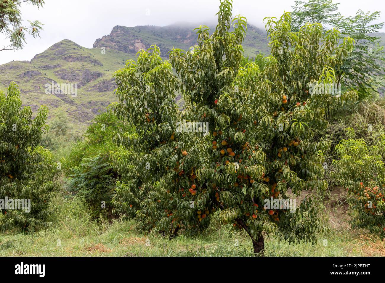 Peach fruit tree in a fruit farm in the Swat Valley, Pakistan Stock ...