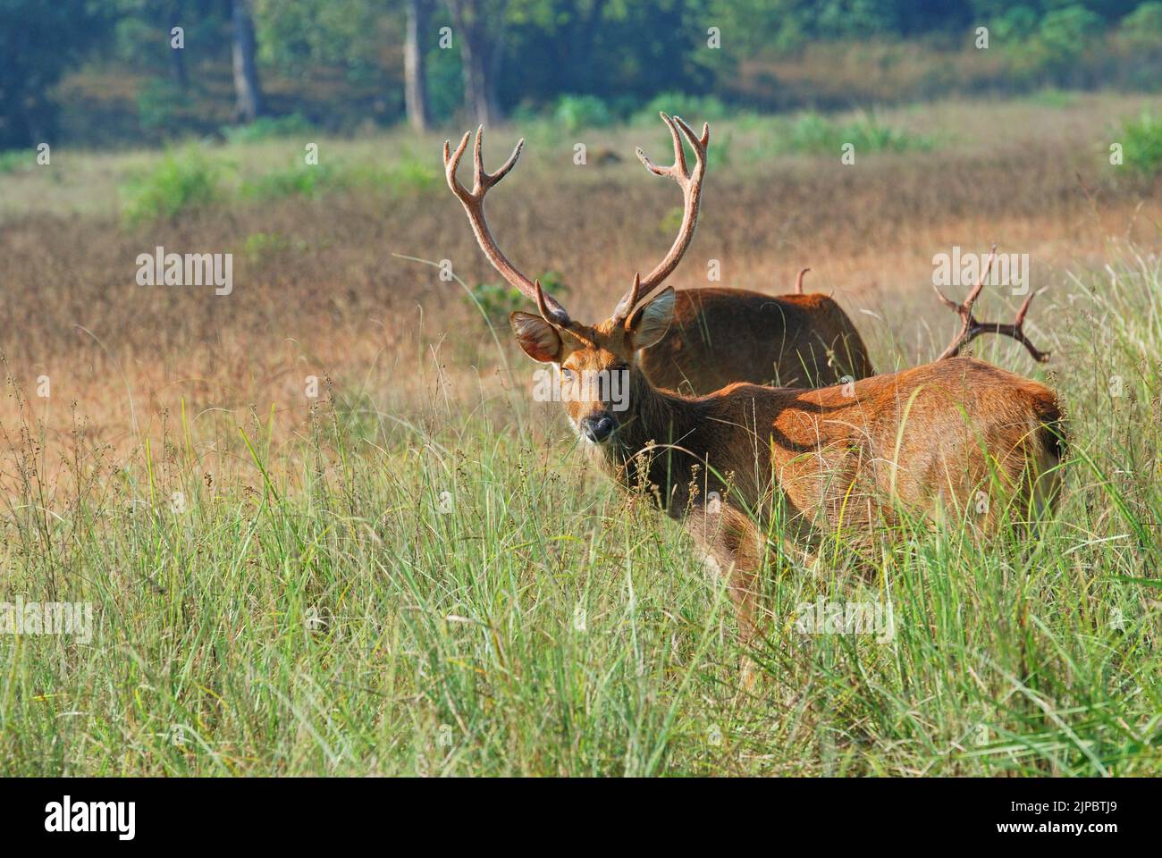 Barasingha stag hi-res stock photography and images - Alamy