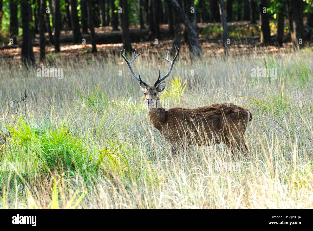 Barasingha looking at camera Stock Photo - Alamy