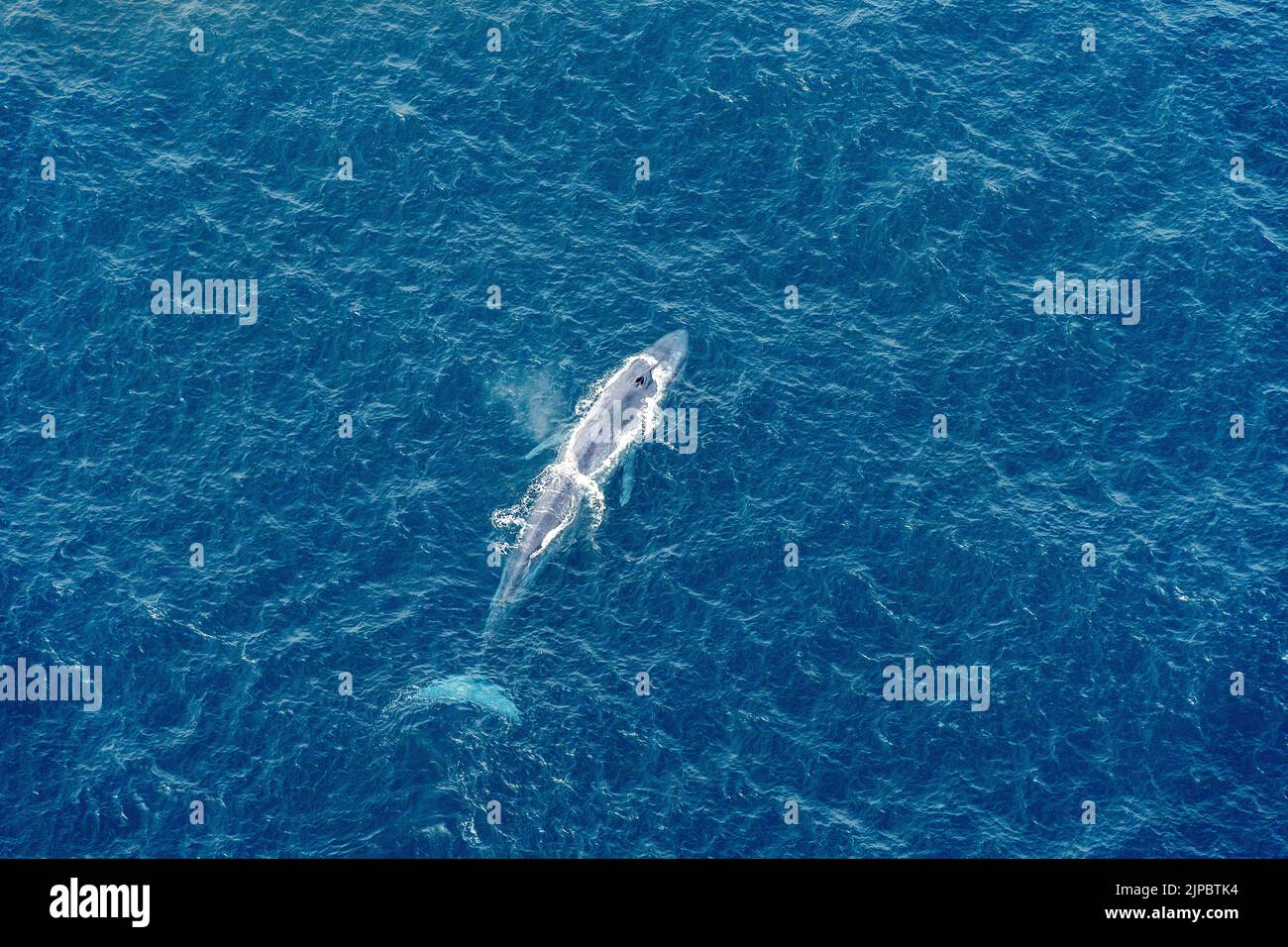 A top view of a Blue Whale on the surface of the sea Stock Photo - Alamy