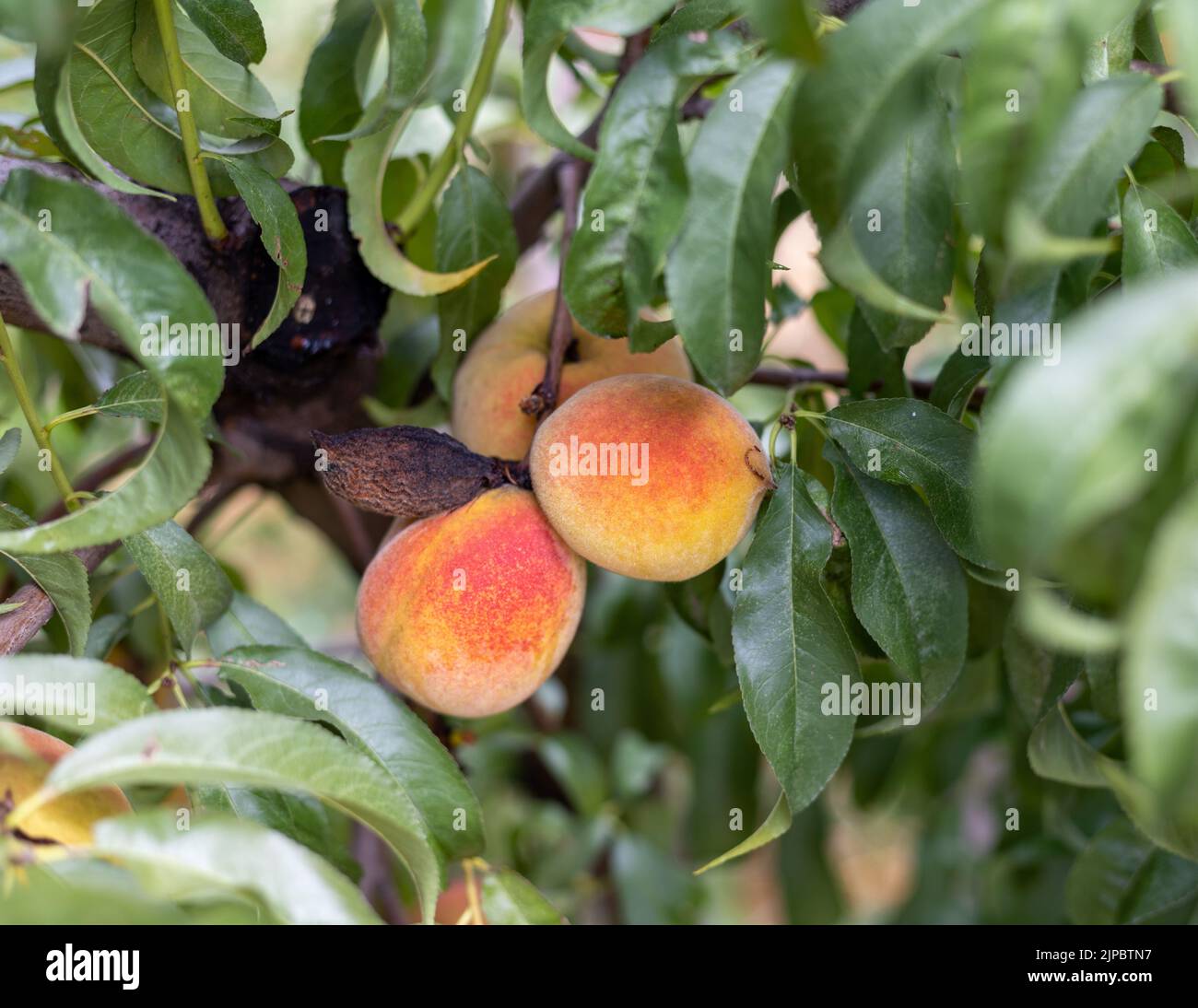 Peach wrinkle and not growing in a tree Stock Photo - Alamy