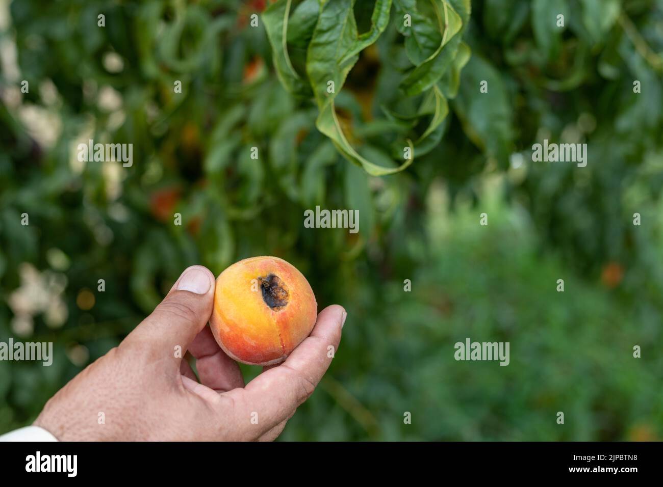Fruit damage hi-res stock photography and images - Alamy