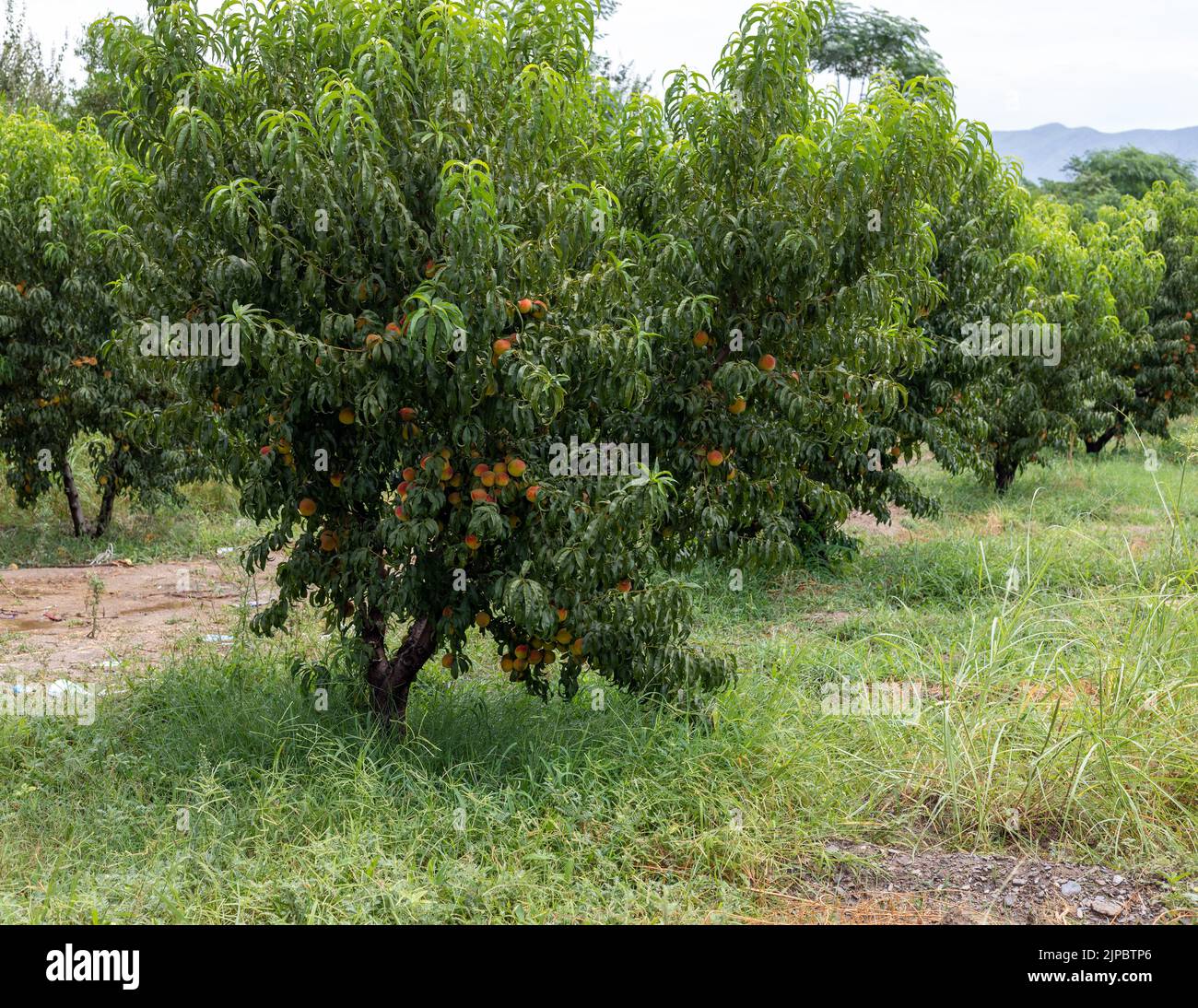 Fruit orchard hi-res stock photography and images - Alamy