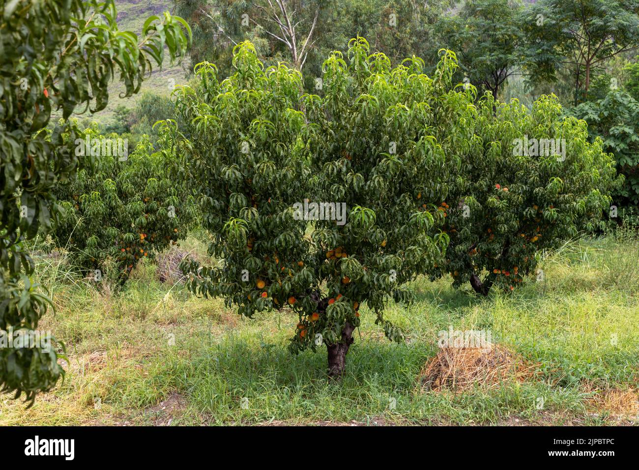 Small peach fruit tree with plenty peaches Stock Photo - Alamy