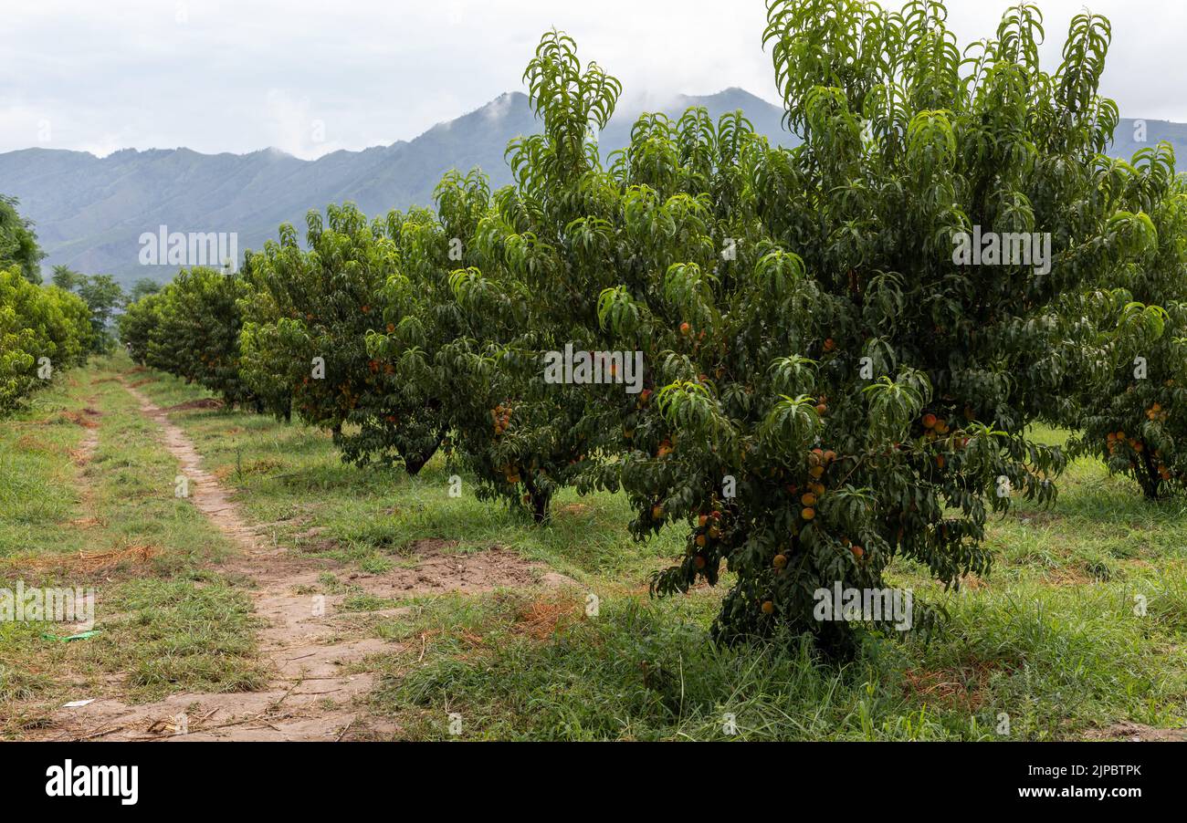 Peach fruit orchard in Swat valley, Khyber Pakhtunkhwa, Pakistan Stock ...