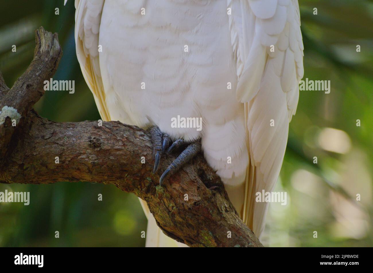 Claws bird close up hi-res stock photography and images - Alamy