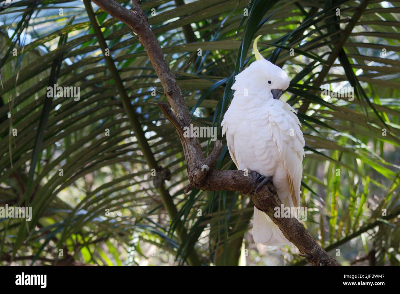 Sulphur Crested Cockatoo preening on branch in Australia Stock Photo ...