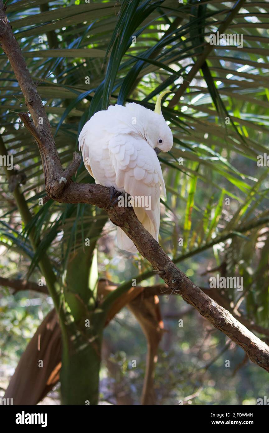 Sulphur Crested Cockatoo preening on branch in Australia Stock Photo ...