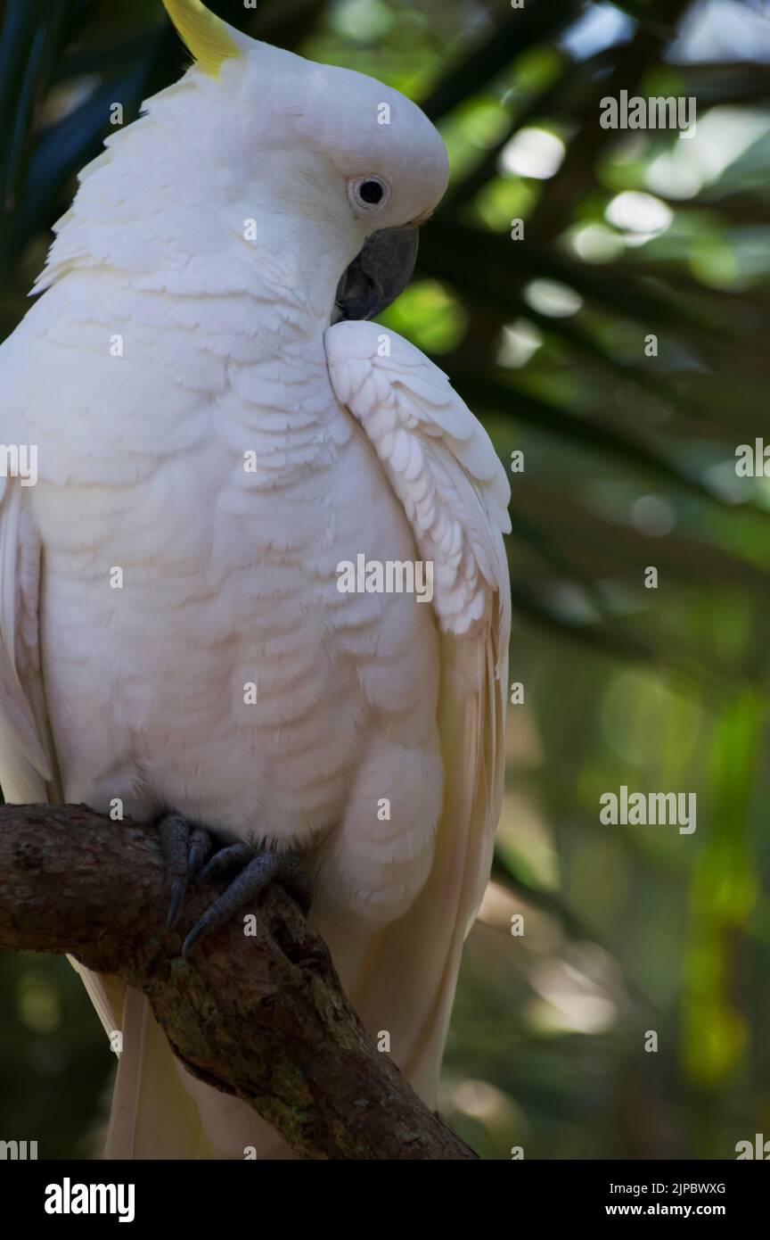 Preening cockatoo hi-res stock photography and images - Alamy